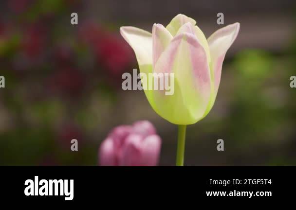 Tulip rose garden Stock Videos & Footage - HD and 4K Video Clips - Alamy