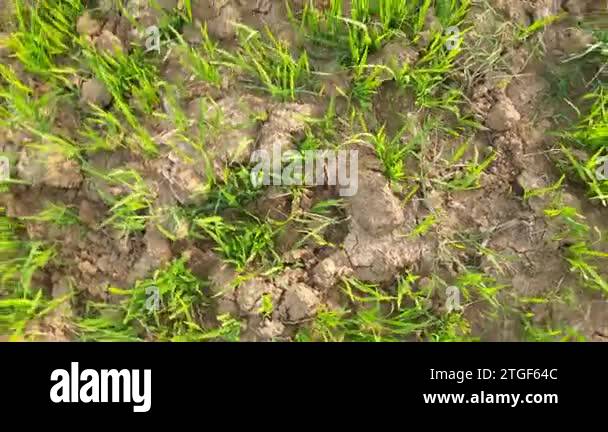 Paddy nursery in the field. Growing rice nursery in the field before ...