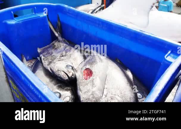 Rays bream brama brama fish Stock Videos & Footage - HD and 4K Video ...