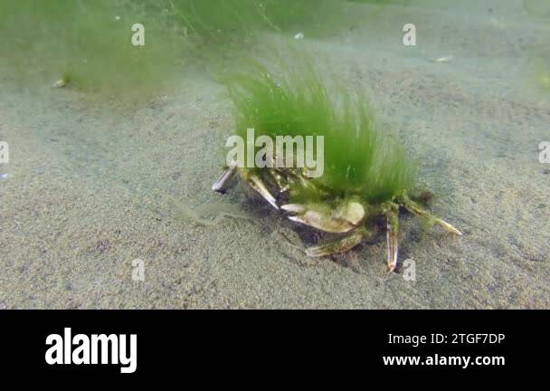 Flying swimming crab (Liocarcinus holsatus): Older crabs rarely change ...