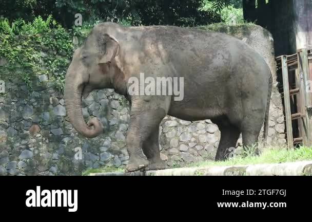 This is photo of Sumatran elephant (Elephas maximus sumatranus) in the ...