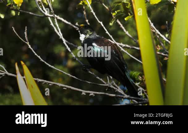 Tui tree Stock Videos & Footage - HD and 4K Video Clips - Alamy
