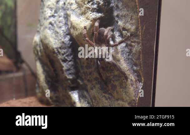 Close-up of a Psalmopoeus reduncus is an arboreal tarantula native to ...