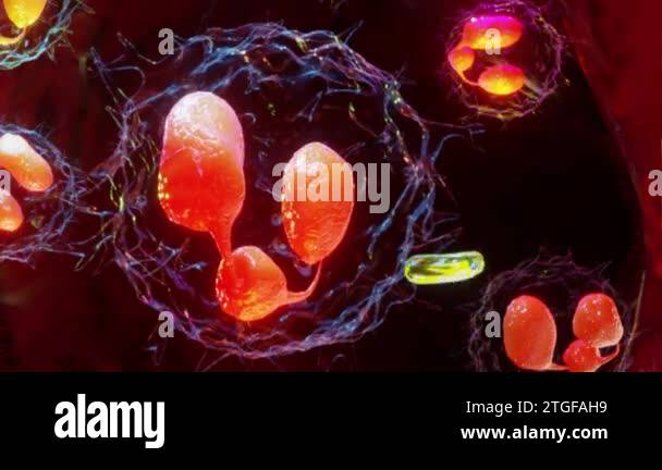Phagocytosis. Neutrophe that uses its plasma membrane to engulf ...
