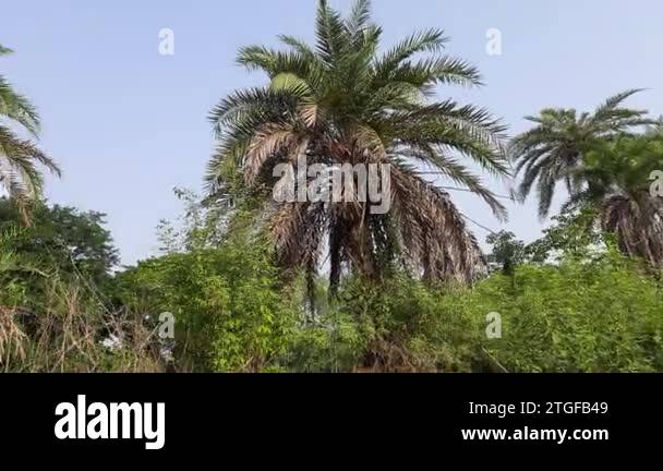 Silver date palm tree in a garden. Phoenix sylvestris also known as ...