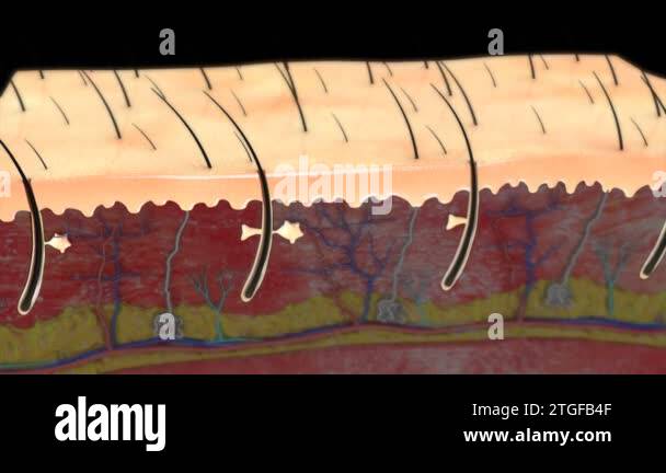 Human skin layers Stock Videos & Footage - HD and 4K Video Clips - Alamy