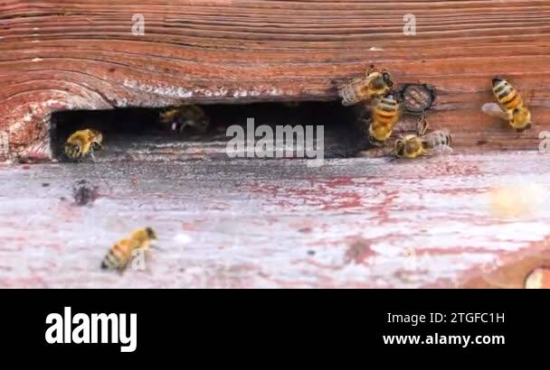 Honey bees work Stock Videos & Footage - HD and 4K Video Clips - Alamy