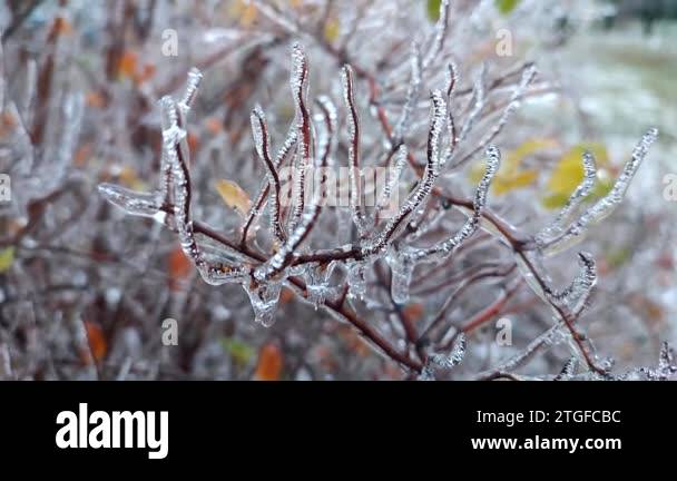 Branches of bush covered with ice after rain in frost in winter close-up. Frozen plants. After ...
