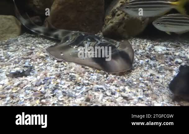 Banjo shark Stock Videos & Footage - HD and 4K Video Clips - Alamy