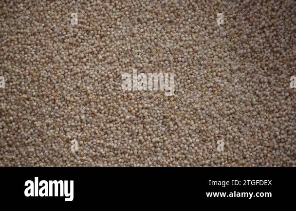 Indian barnyard millet echinochloa Stock Videos & Footage - HD and 4K ...