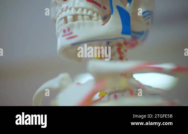 Anatomical medical three-dimensional model of the human skeleton for ...