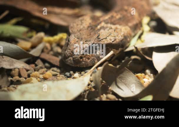 Death adder fangs Stock Videos & Footage - HD and 4K Video Clips - Alamy