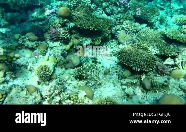 Red Sea Fauna. Static video of a coral reef in the Red Sea. Beautiful ...