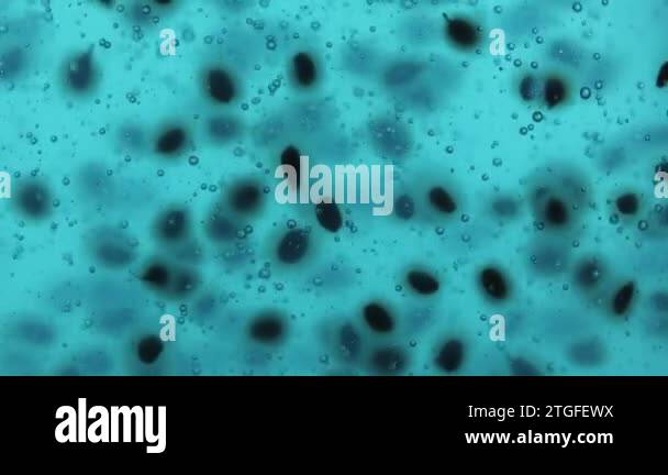 Blue fizzy drink Stock Videos & Footage - HD and 4K Video Clips - Alamy