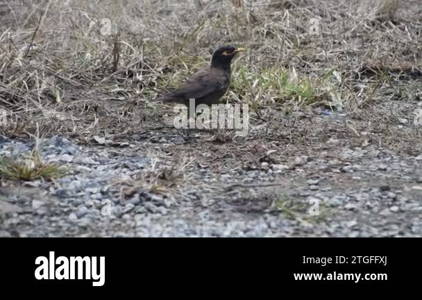 Ground shot of crow Stock Videos & Footage - HD and 4K Video Clips - Alamy