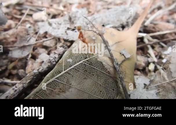 Ant bridge unity team. Ant action standing. Ant bridge unity team ...