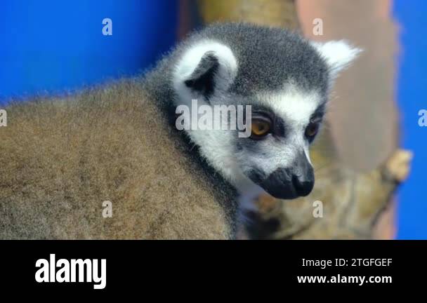 Black primate Stock Videos & Footage - HD and 4K Video Clips - Alamy