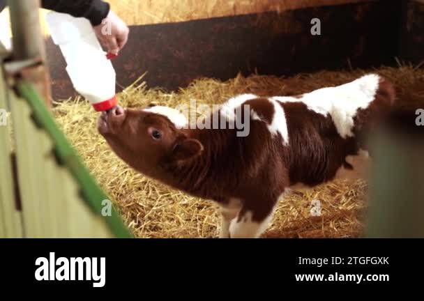 Young Calf. Calves in a dairy farm. Calf in the barn Stock Video ...