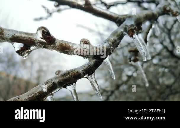 Branches of bush covered with ice after rain in frost in winter close-up. Frozen plants. After ...