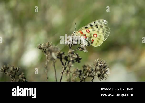 Mountain apollo butterfly Stock Videos & Footage - HD and 4K Video ...