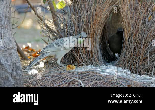 Nest of a bower bird Stock Videos & Footage - HD and 4K Video Clips - Alamy