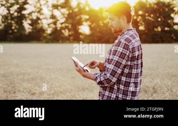 Farmer using a tablet pc standing at ripe wheat field on sunset ...
