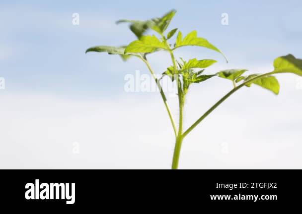 Summer sprout Stock Videos & Footage - HD and 4K Video Clips - Alamy