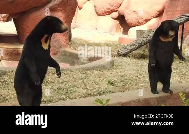 Black Bear mother and three cubs grazing in evening sunlight, Close up ...