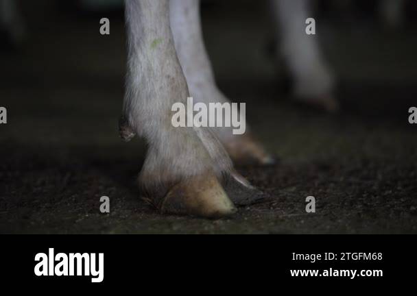 Close-up goat hoof standing indoors in darkness. Leg of unrecognizable white farm animal in barn ...