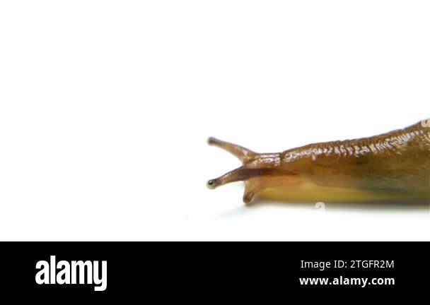 Head on view common Stock Videos & Footage - HD and 4K Video Clips - Alamy
