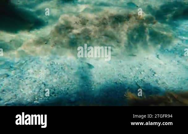 Marine animals of italy Stock Videos & Footage - HD and 4K Video Clips ...