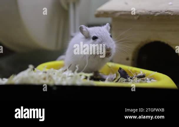 Mouse shop pet Stock Videos & Footage - HD and 4K Video Clips - Alamy