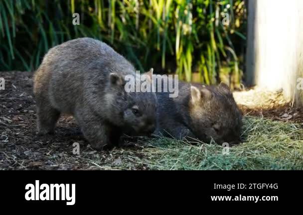 The wombats Stock Videos & Footage - HD and 4K Video Clips - Alamy