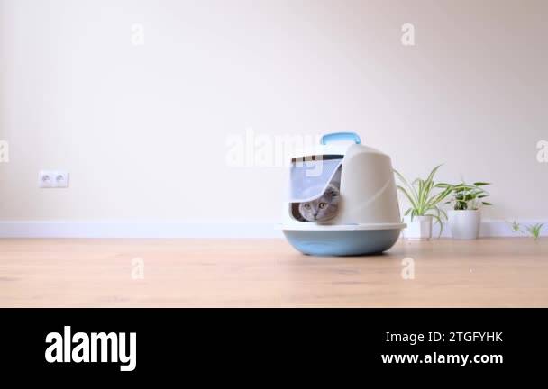 Cat coming out from Litter Box closed after defecation. The kitten uses ...