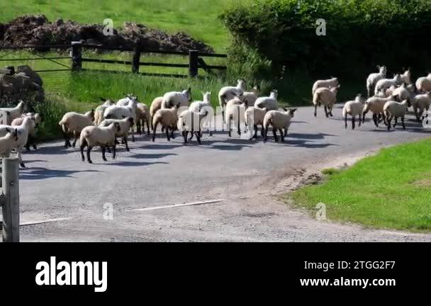 Sheep in country lane Stock Videos & Footage - HD and 4K Video Clips ...