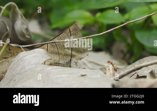 Ant bridge unity team. Ant action standing. Ant bridge unity team ...