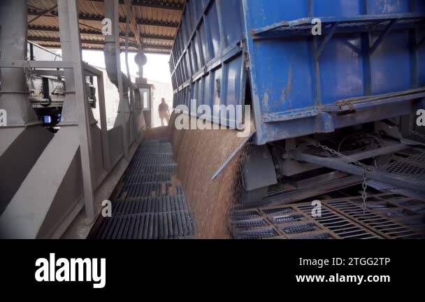 Panorama of unloading grain trucks at elevator on elevating hydraulic ...