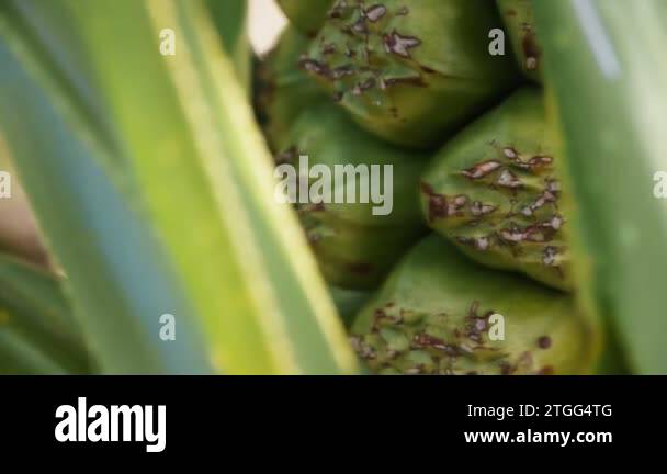 Screw pine pandanus tree fruit Stock Videos & Footage - HD and 4K Video ...