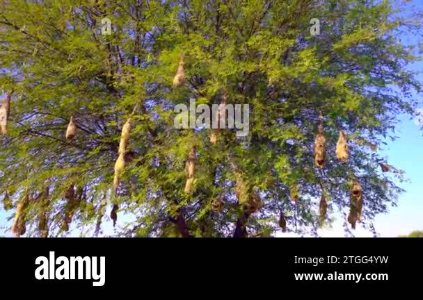 Baya weaver bird nest on branch of the tree in nature. Sunny day ...
