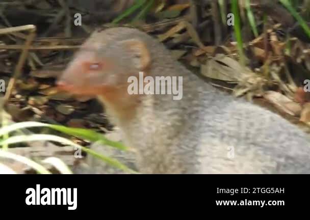 Close up of a Indian gray mongoose , The Indian grey mongoose is a ...