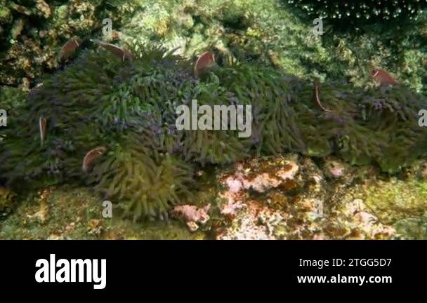 Cute anemone fish playing on the coral reef. Beautiful color clownfish ...