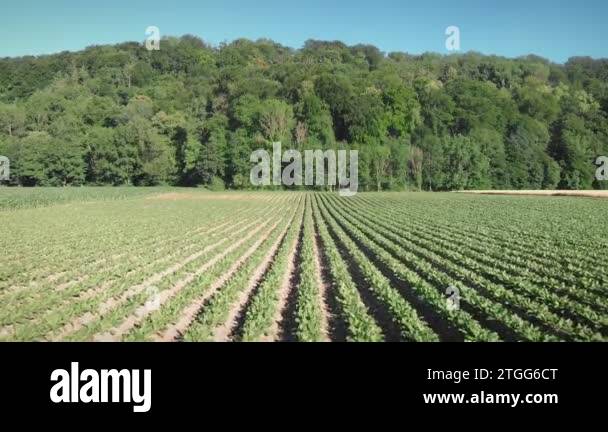 Young green radish field against trees and clear blue sky. Agronomy ...
