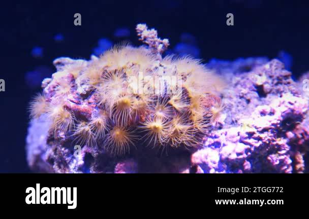 Zoanthid polyps Stock Videos & Footage - HD and 4K Video Clips - Alamy