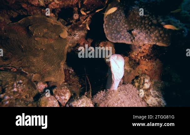 Underwater Yellow Tropical Moray. Tropical underwater yellow mouth ...