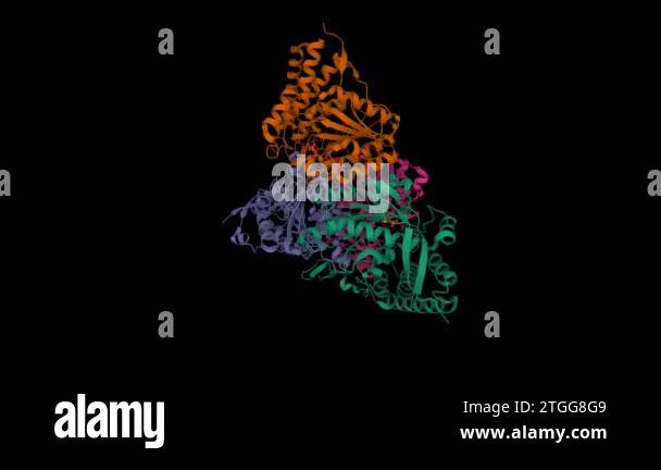Structure of the human pyruvate dehydrogenase tetramer. Animated 3D ...
