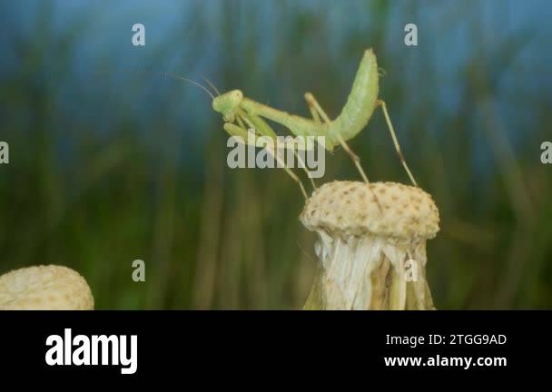 Newborn green Praying Mantis sit on prickly branch and looks at on the ...