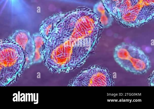 Monkeypox viruses infecting a human cells, 3D illustration. A zoonotic ...