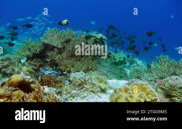 Fish shoals Stock Videos & Footage - HD and 4K Video Clips - Alamy