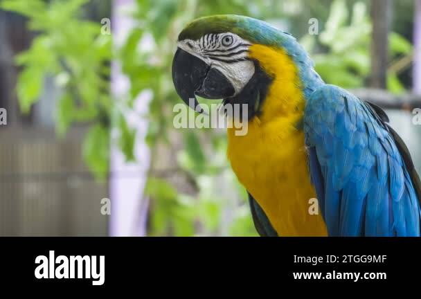 Bird ara ararauna Stock Videos & Footage - HD and 4K Video Clips - Alamy