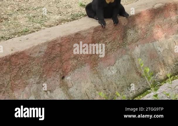 Black Bear mother and three cubs grazing in evening sunlight, Close up ...